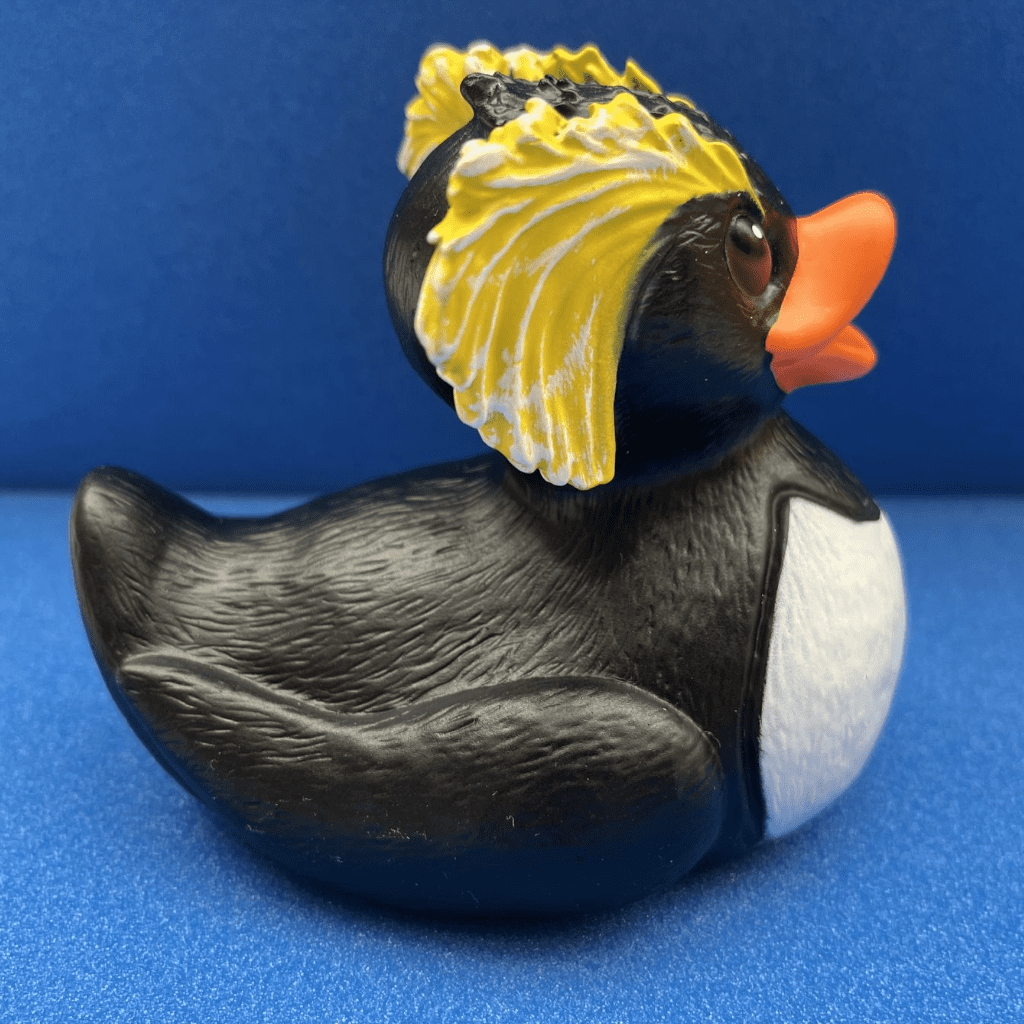 Rockhopper Penguin Duck