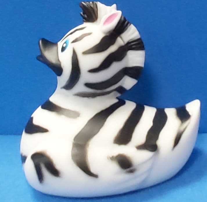 Zebra Duck