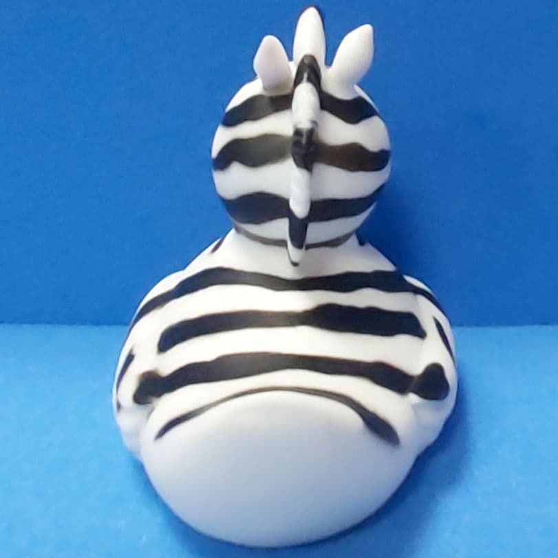 Zebra Duck