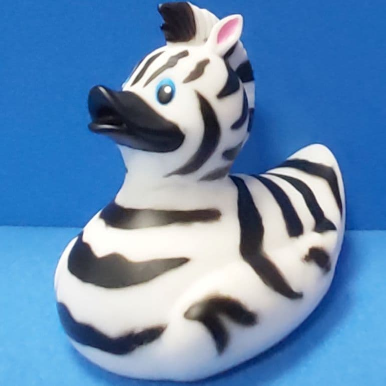 Zebra Duck
