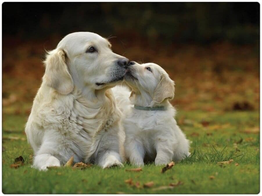 Golden Retrievers Worktop Saver Toughened Glass by Rural Roots
