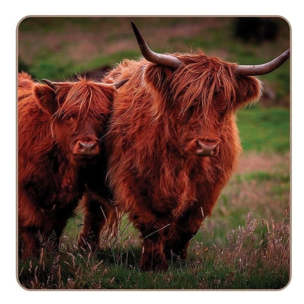 Highland Cows Set of 4 Coasters