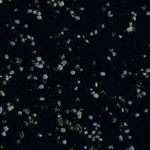 Polyflor Vinyl Flooring: Polysafe Ecomax - Blackseed