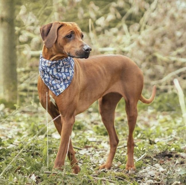 Dog Bandana Medium Large