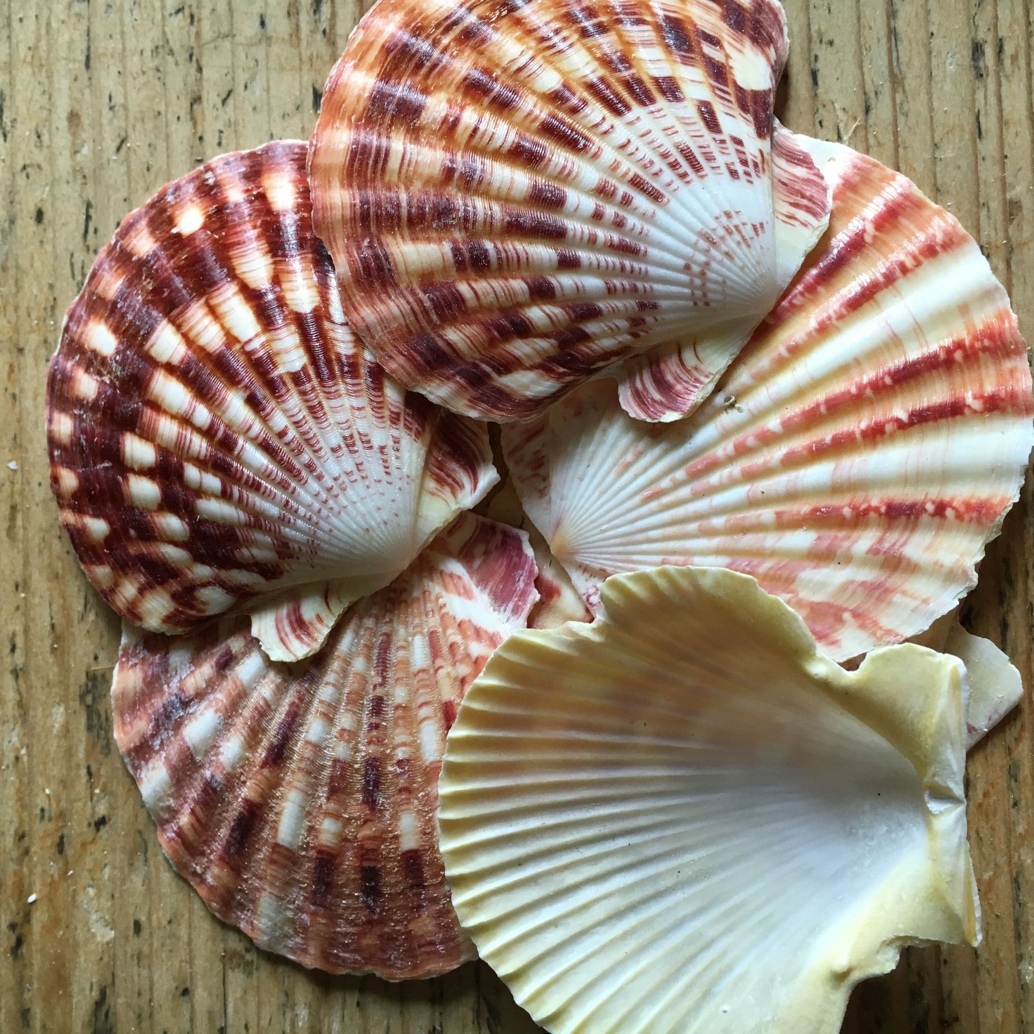 10 Pectin Macarensis Shells.