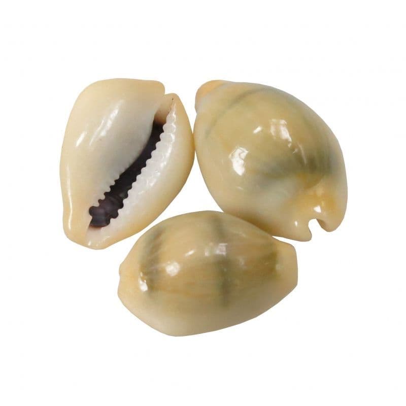 20 Small Cyprea Moneta Shells.