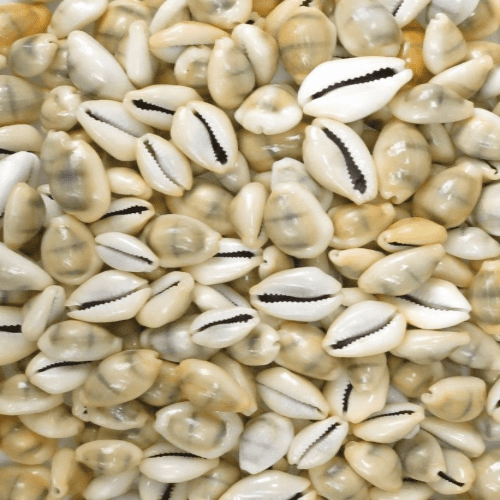 20 Small Cyprea Moneta Shells.