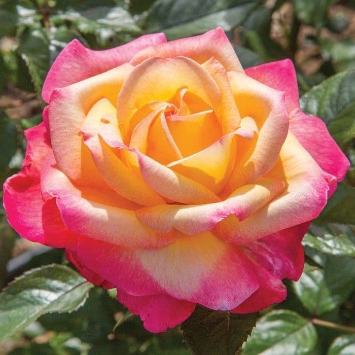 Hybrid Tea Bush Rose - Bare Root - Ready to plant - 15 to choose from.