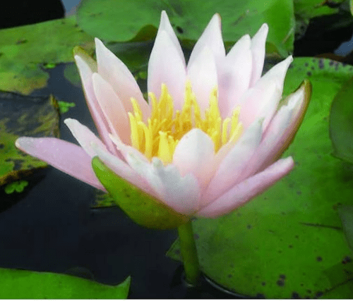 Dwarf Potted water lily – Live Water Plant Aquatic Pond Lake Marginal ...