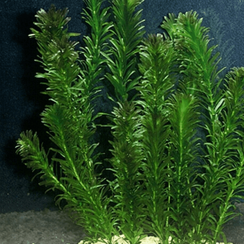 Elodea Densa.