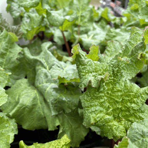 English Rhubarb - Timperley Early - Large 16cm Pot.