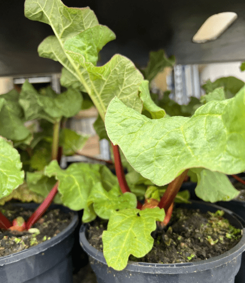 English Rhubarb - Timperley Early - Large 16cm Pot.