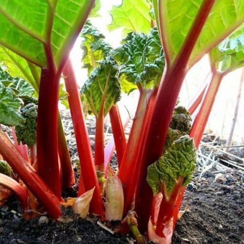 English Rhubarb - Timperley Early - Large 16cm Pot.