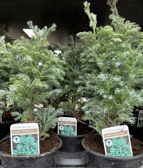 Evergreen Conifer -Chamaecyparis Pisifera Boulevard.