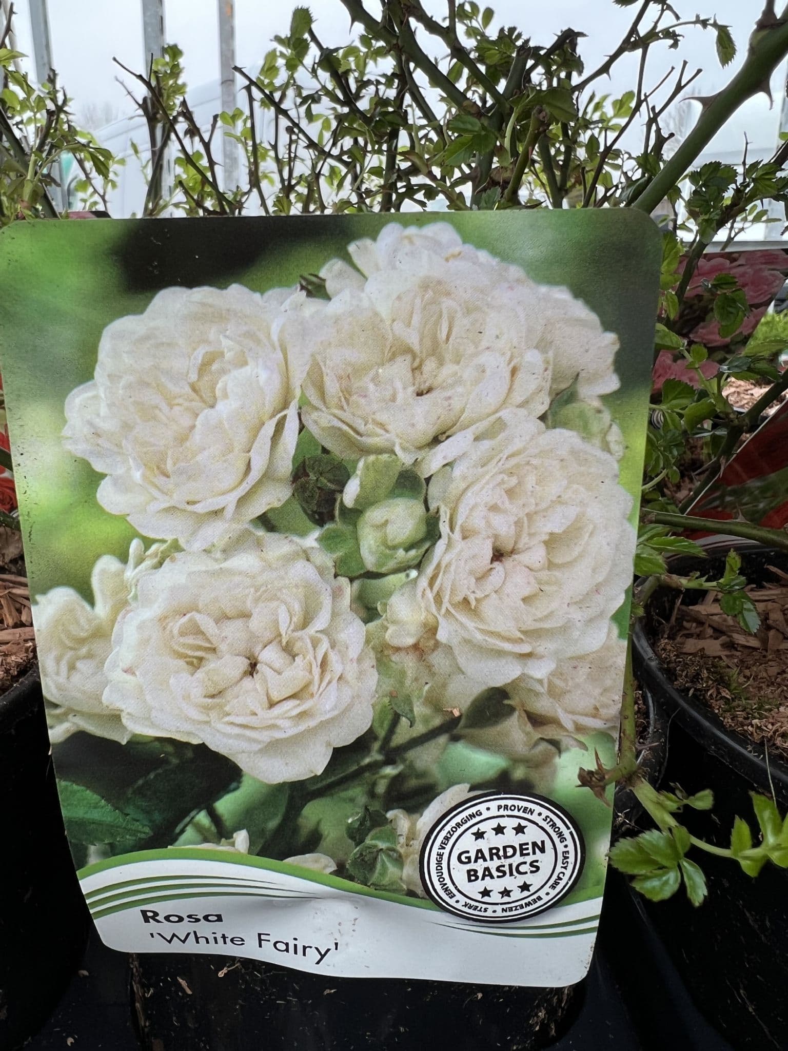 Fairy Rose - Rosa - The White Fairy - White Ground Cover Rose - 14cm pot.