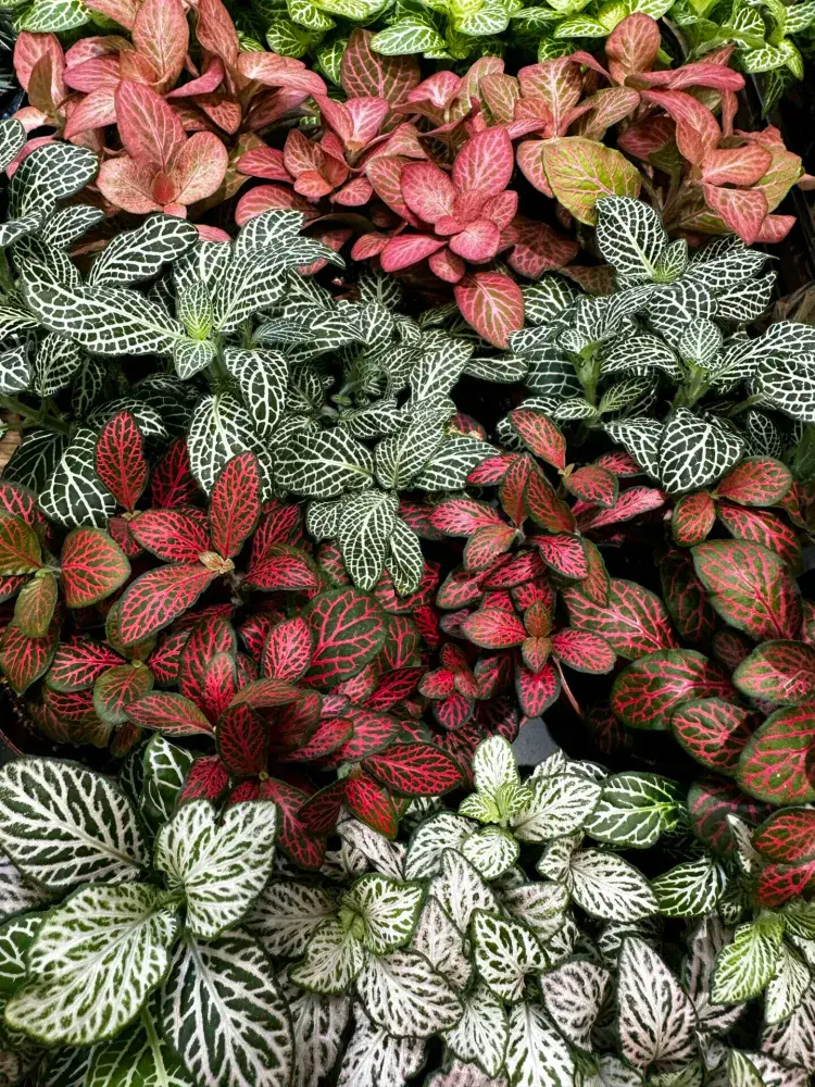 Fittonia - Nerve Plant - MIxed Colous.