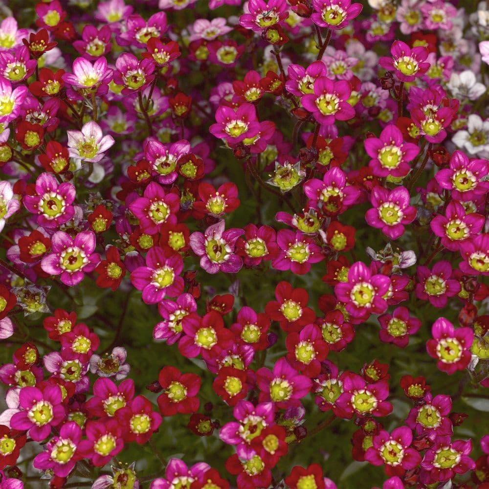 Hardy Saxifrage - Arendsii Touran - Deep Red.