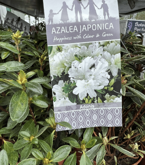 Japanese Azalea Japonica - Adonis - White.
