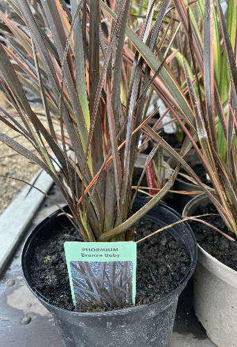 Large Phormium - 5L Pot - Bronze Baby - 60cm tall.