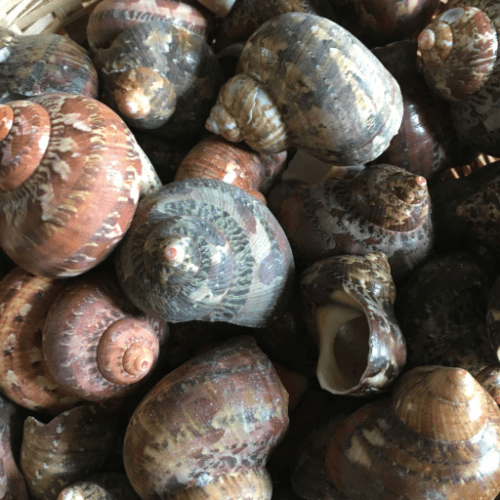 10 Turbopith-Turbo Pitholatus Shells.