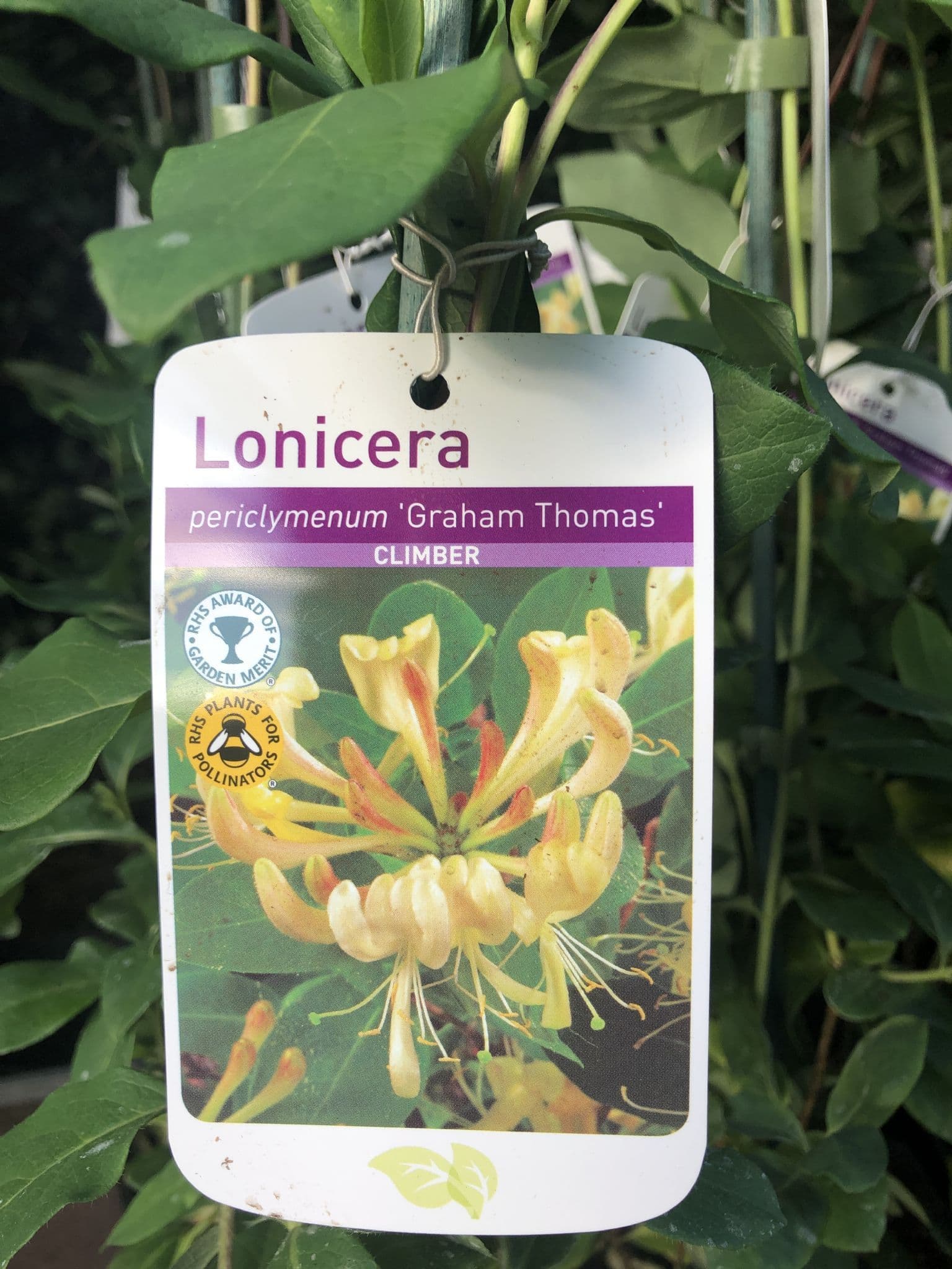 Lonicera - Graham Thomas - Honeysuckle - RHS Award of Garden Merit ...