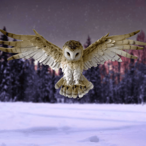 Magical Barn Owl - Wisdom Flight - 54.5cm.