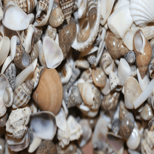Mixed Beach Shells - 400g Net.