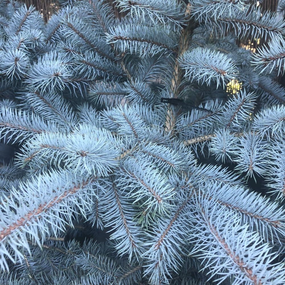 Picea pungens 'Edith' (Colorado Blue Spruce) -100cm.