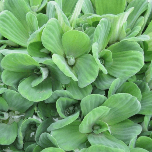 Pack of 3 Pistia Stratiotes (Water Lettuce).