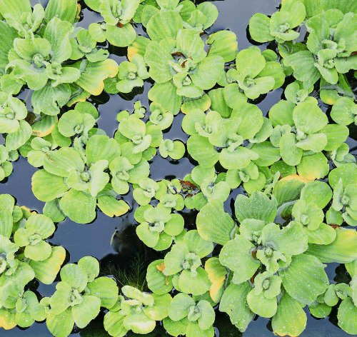 Pack of 3 Pistia Stratiotes (Water Lettuce).