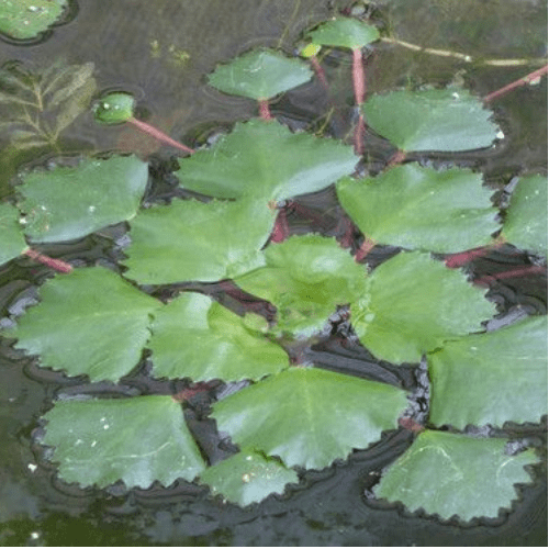 Trapa natans - Water Chestnut.