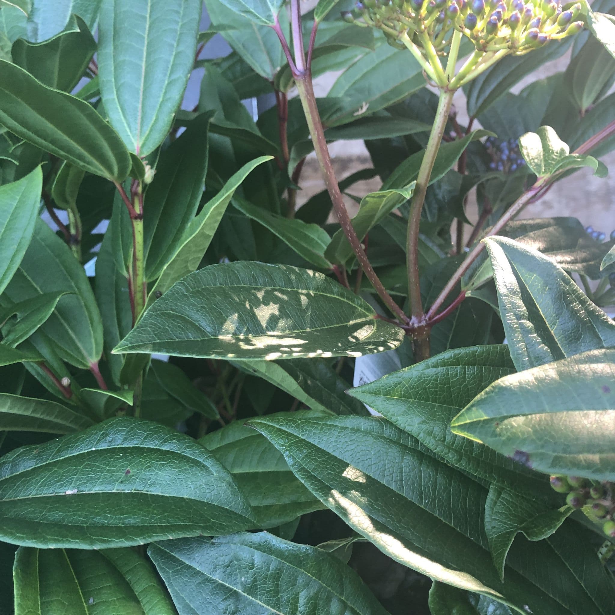Viburnum - Davidii - RHS Award of Garden Merit - 50cm tall.