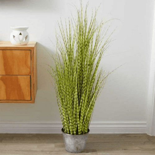 Zebra Grass - 90cm.