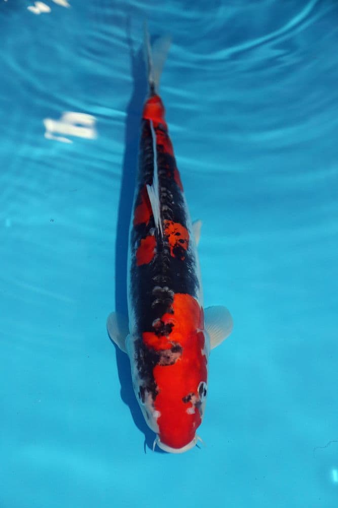 Doitsu Goshiki-Koi For Sale 14" 8708
