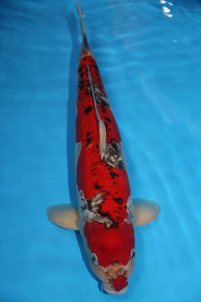 Doitsu Goshiki-Koi For Sale 18 5" 8998