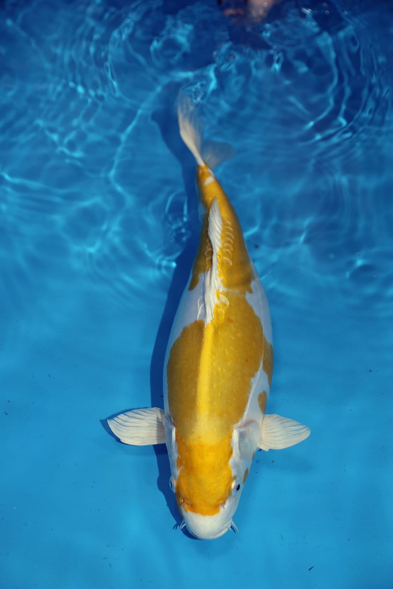 Hikarimono Koi Kawakami Doitsu Kohaku