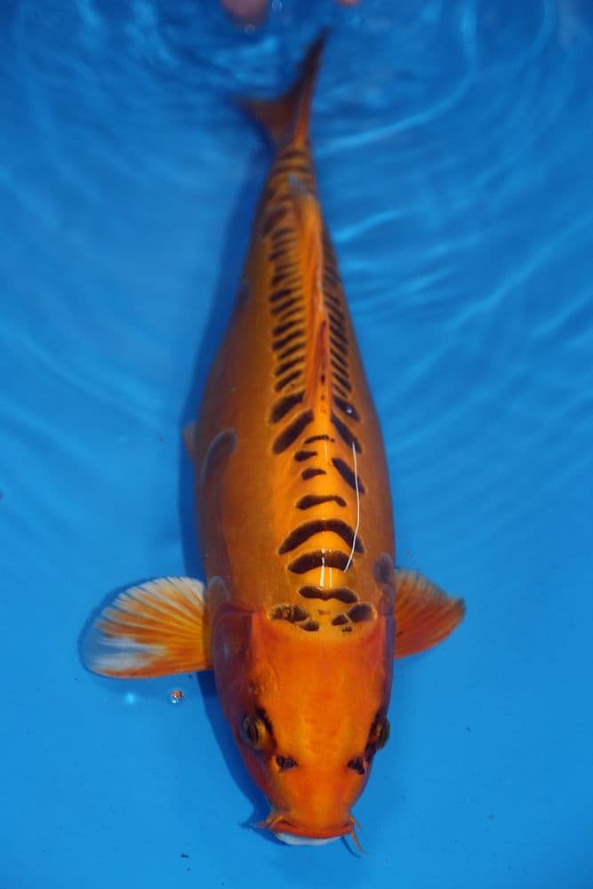 Doitsu Matsuba-Koi For Sale 16" 8158
