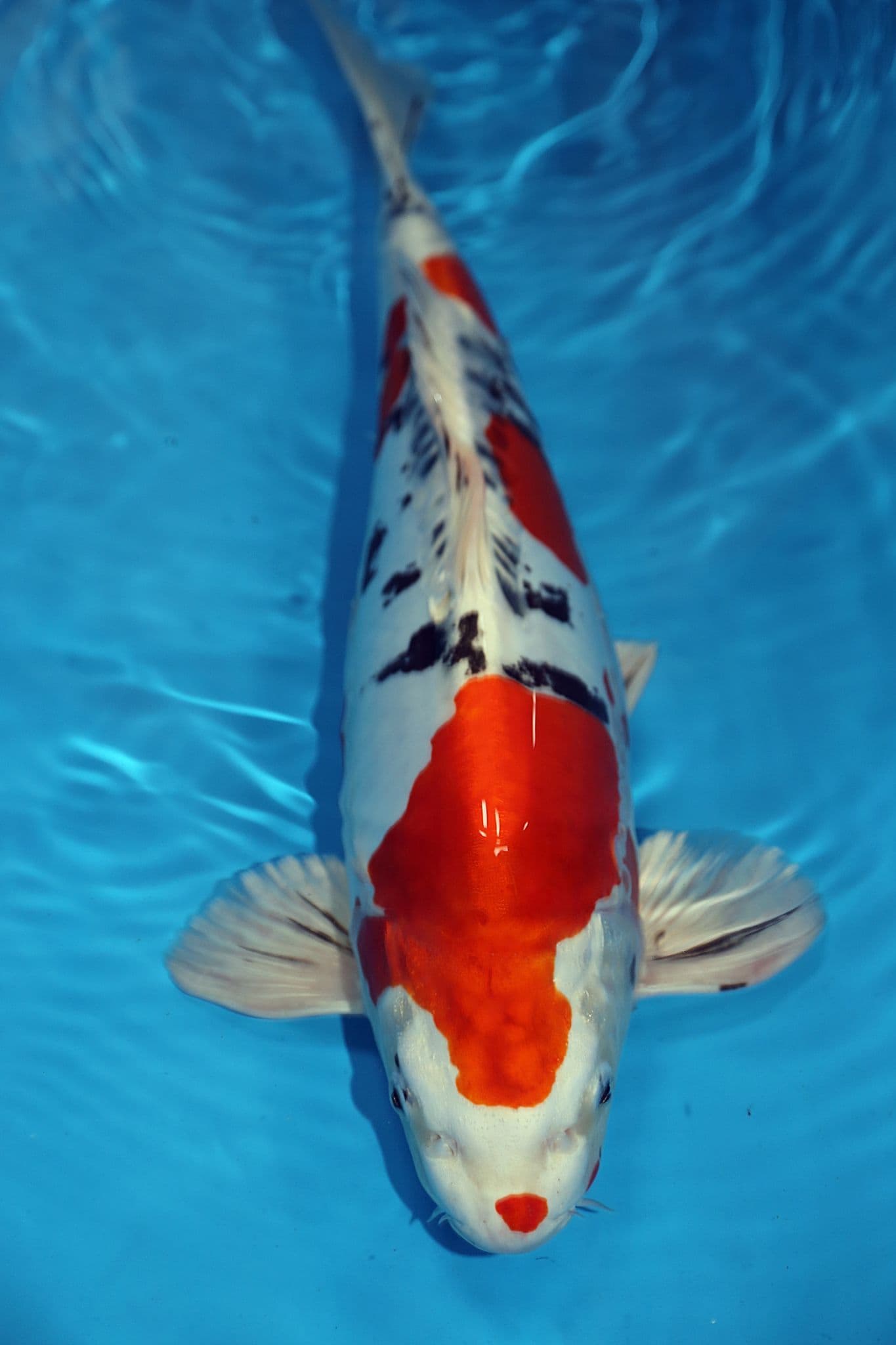 Doitsu Yamatonishiki-Koi For Sale 19" 8027