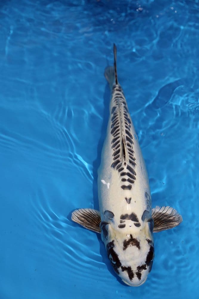 Ghost Koi-Koi For Sale 16" 8154
