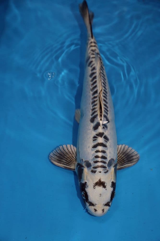 Ghost Koi-Koi For Sale 16" 8169