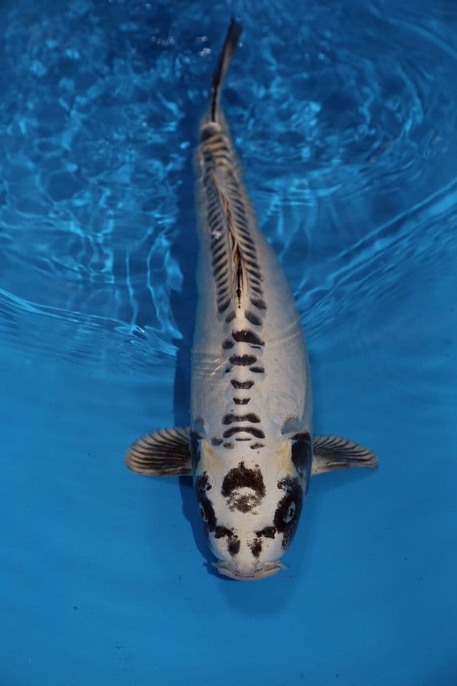 Ghost Koi-Koi For Sale 17" 8035