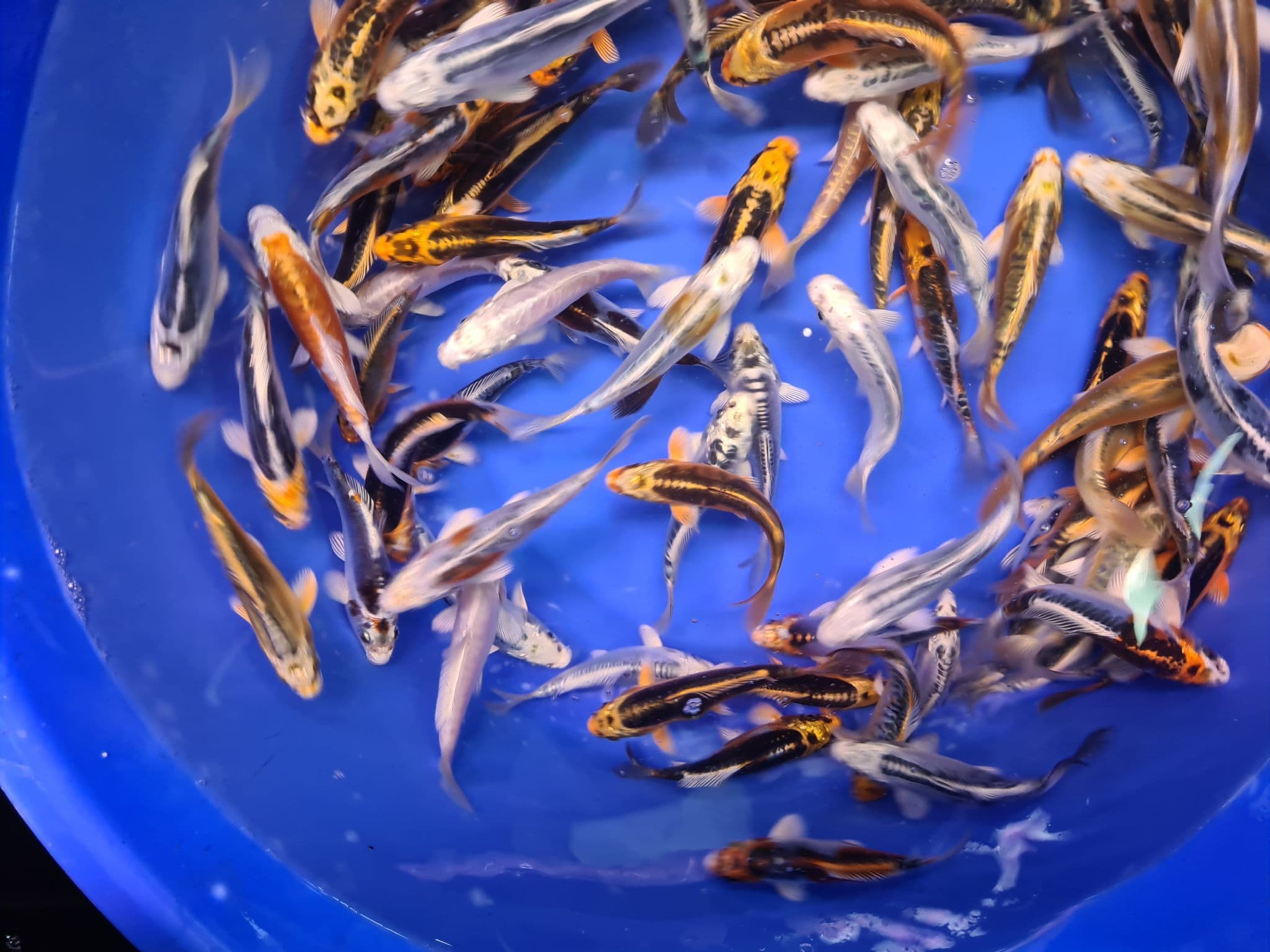 Ghost Koi Super Metallic Mix 4"-5"