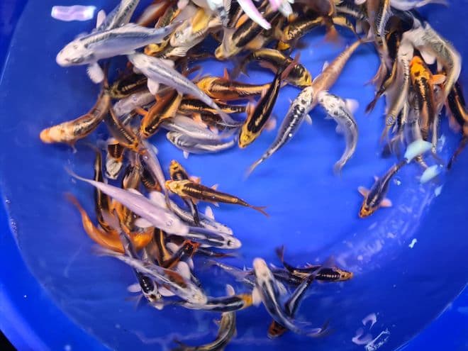 Ghost Koi Super Metallic Mix 4"-5"