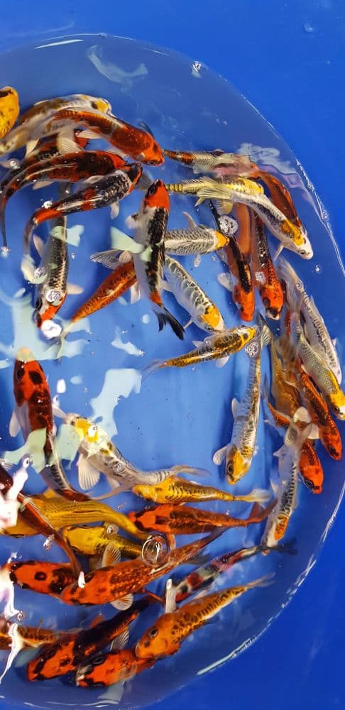 Ghost Koi Super Metallic Mix