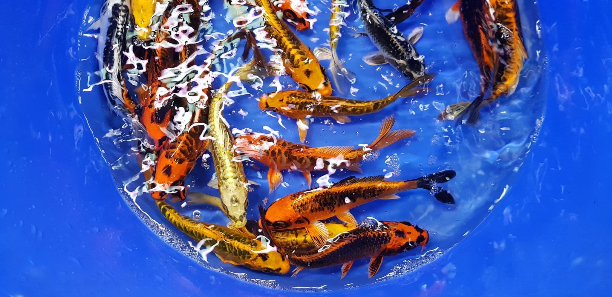 Ghost Koi Super Metallic Mix 5"-6"