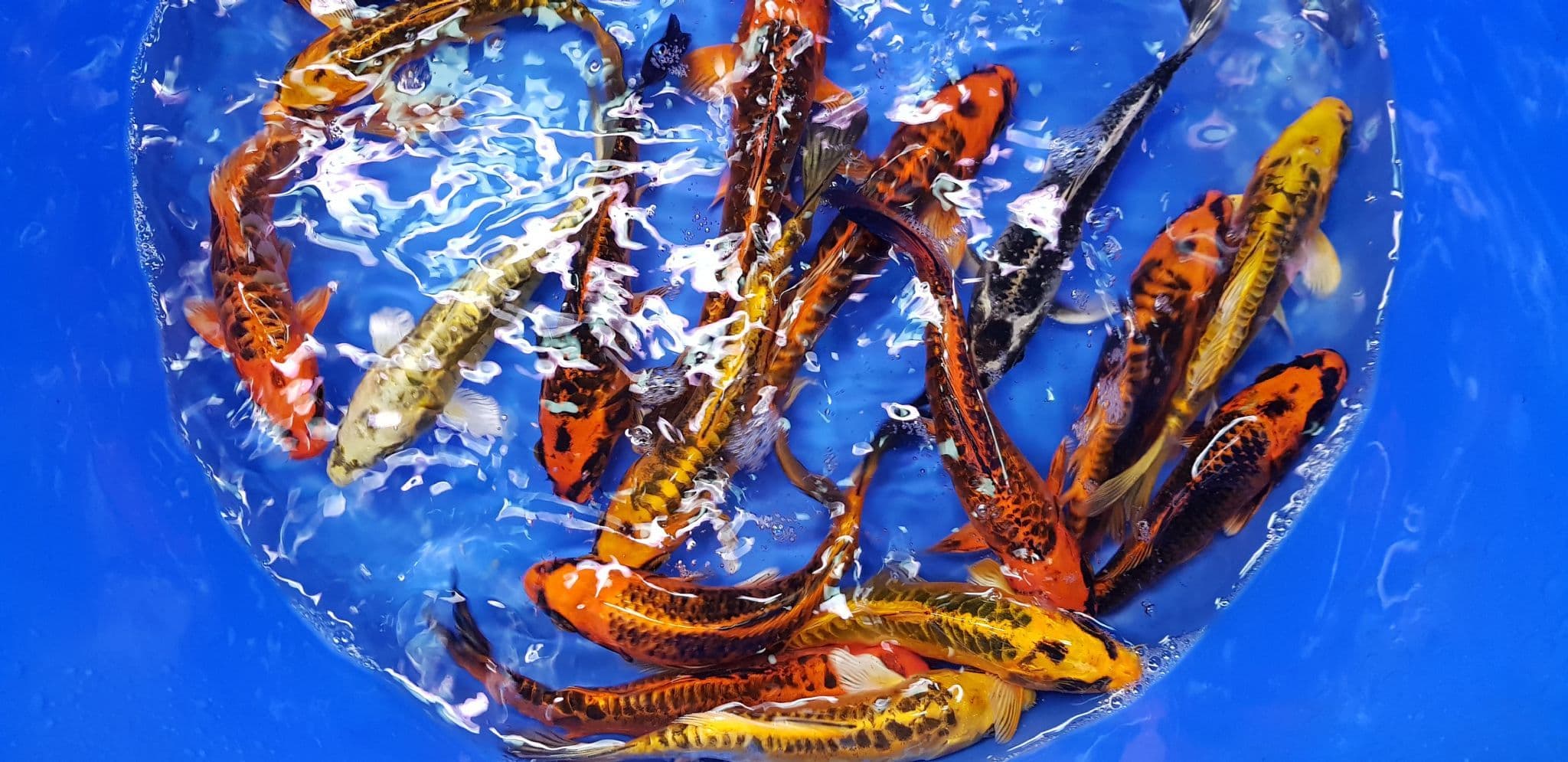 Ghost Koi Super Metallic Mix 5"-6"