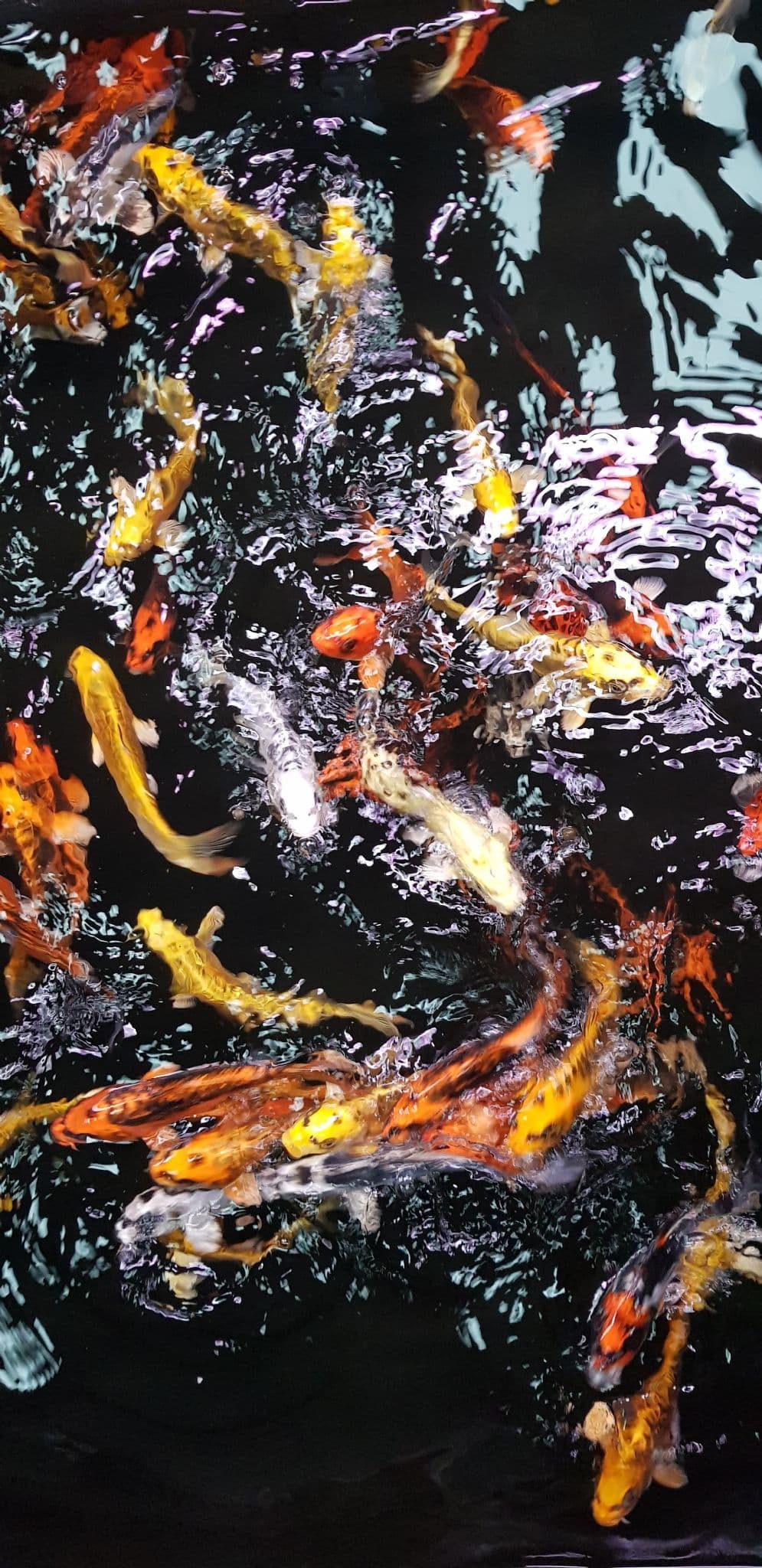 Ghost Koi Super Metallic Mix 6"-7"