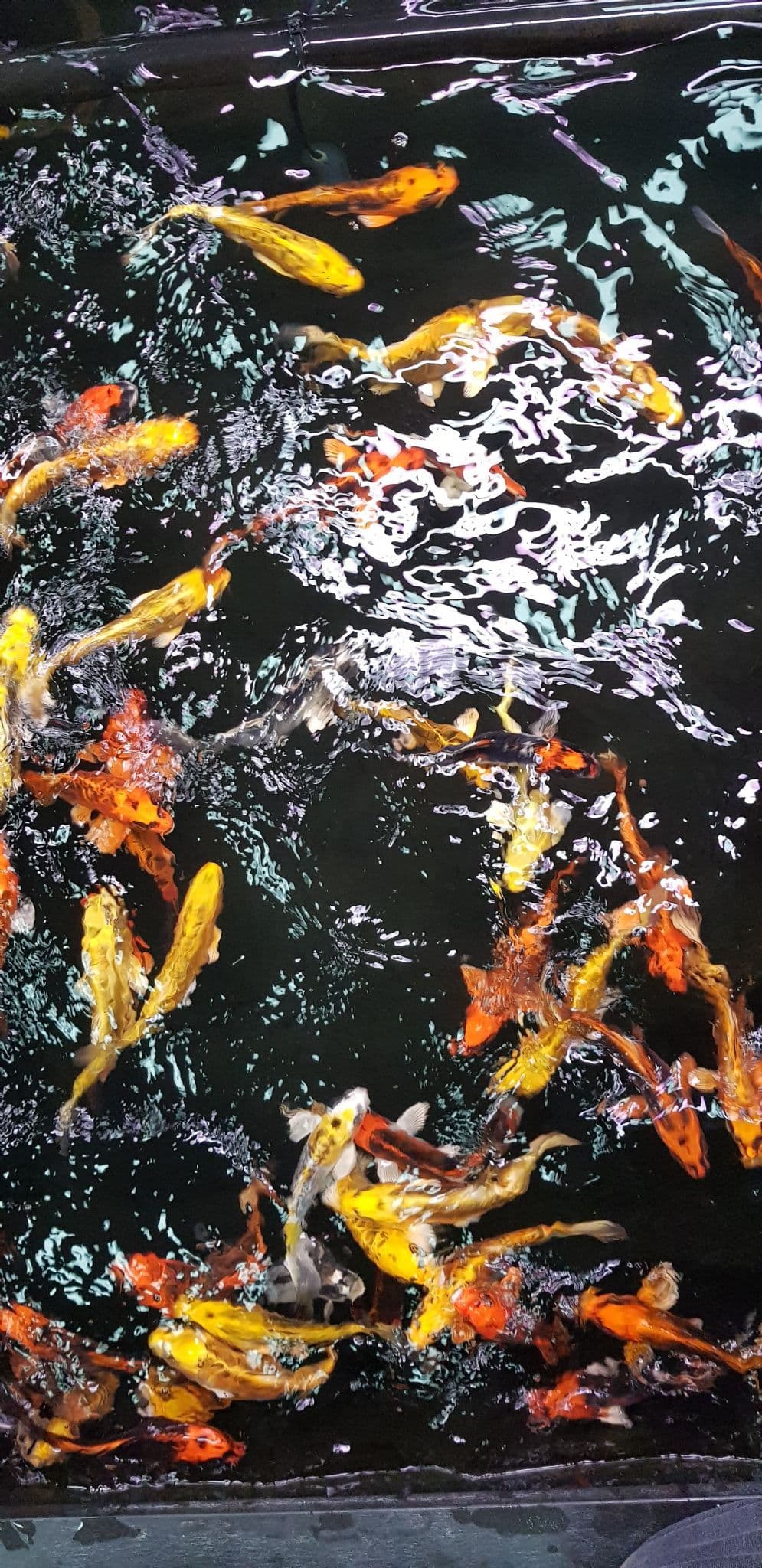 Ghost Koi Super Metallic Mix 6"-7"