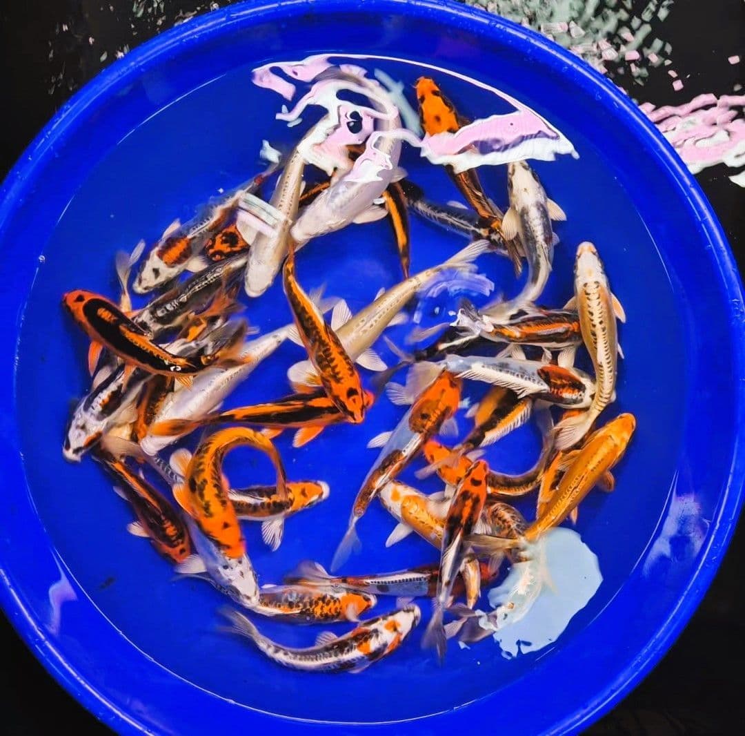 Ghost Koi Super Metallic Mix 6"-7"