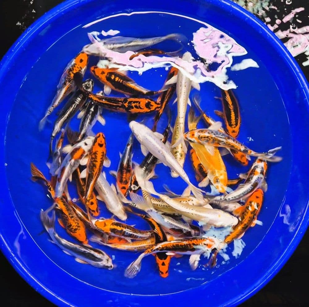 Ghost Koi Super Metallic Mix 6"-7"